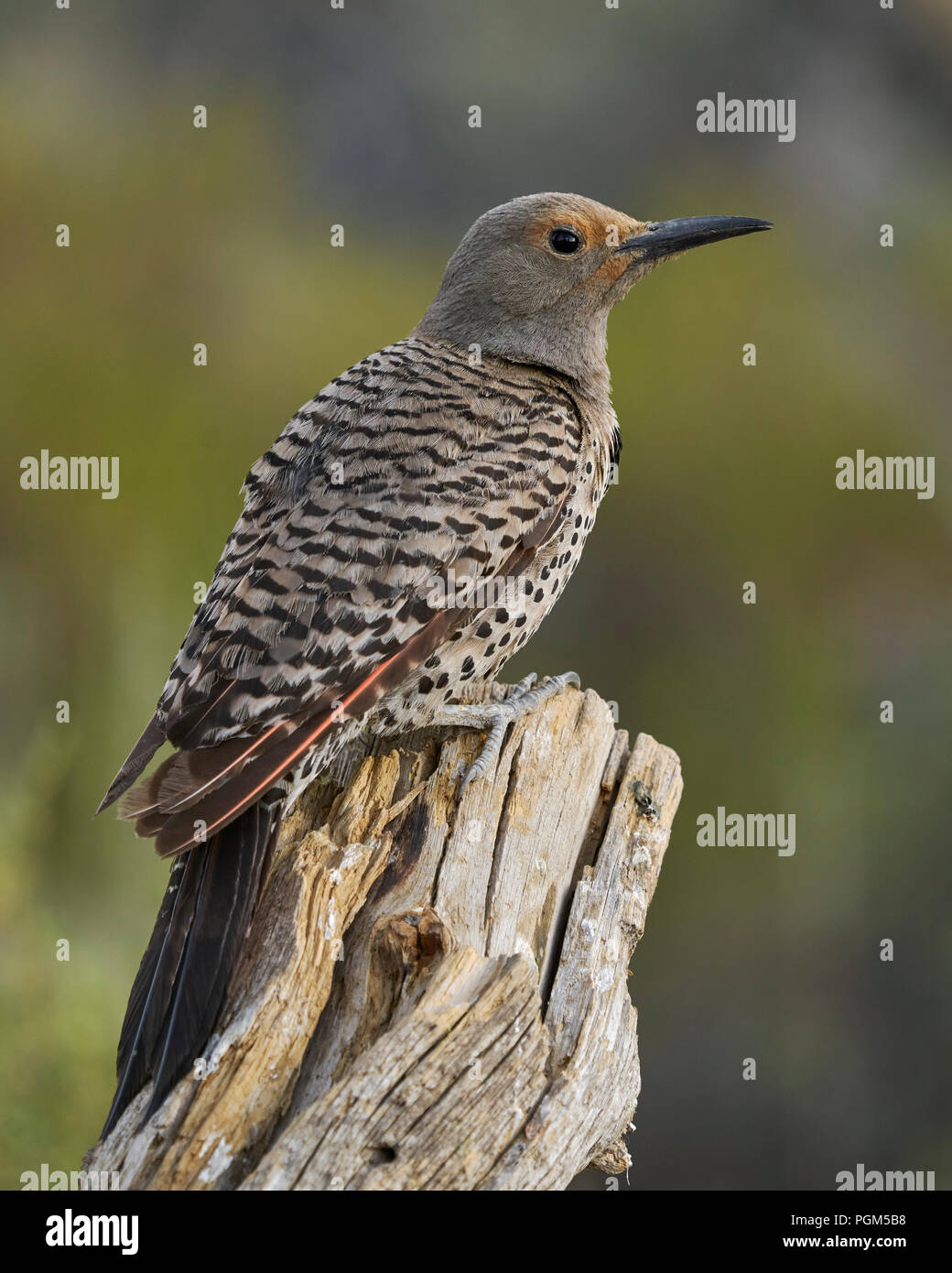Red shafted flicker hi-res stock photography and images - Alamy