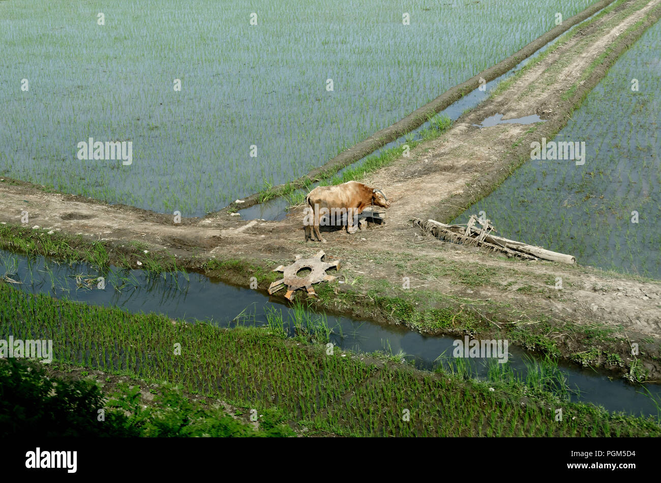 An ox in the North Korean rice field, next to a broken wheel left on ...