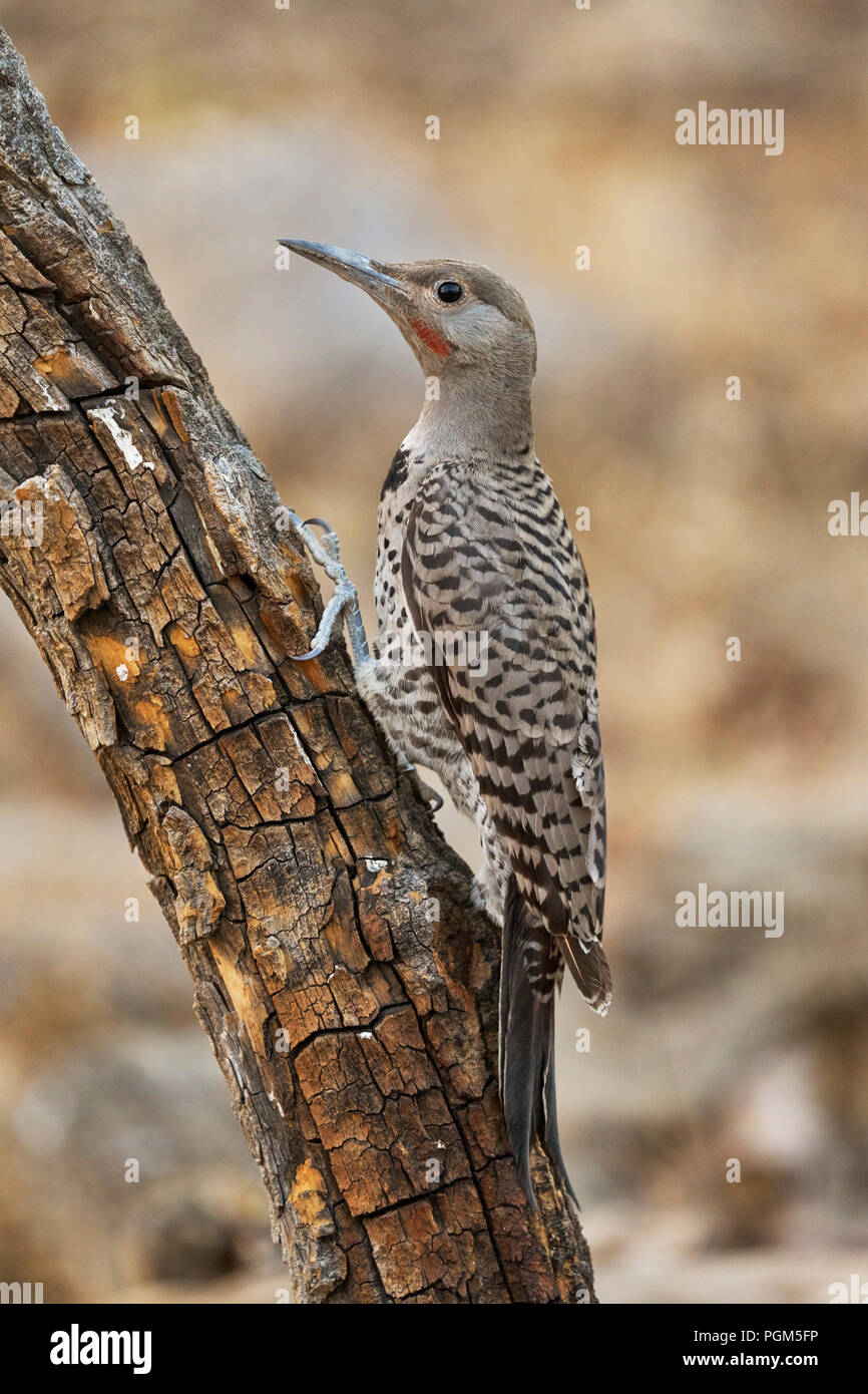 male Northern ("red-shafted") Flicker (Colaptes auratus), Lake County ...