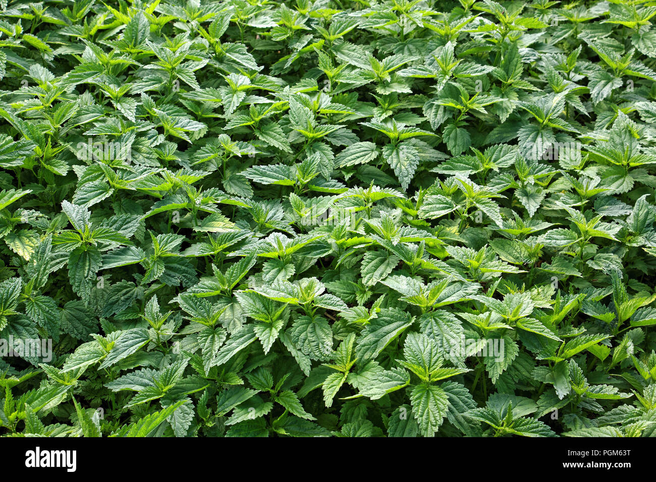Thickets of young wild Siberian nettle as background. The concept of ...