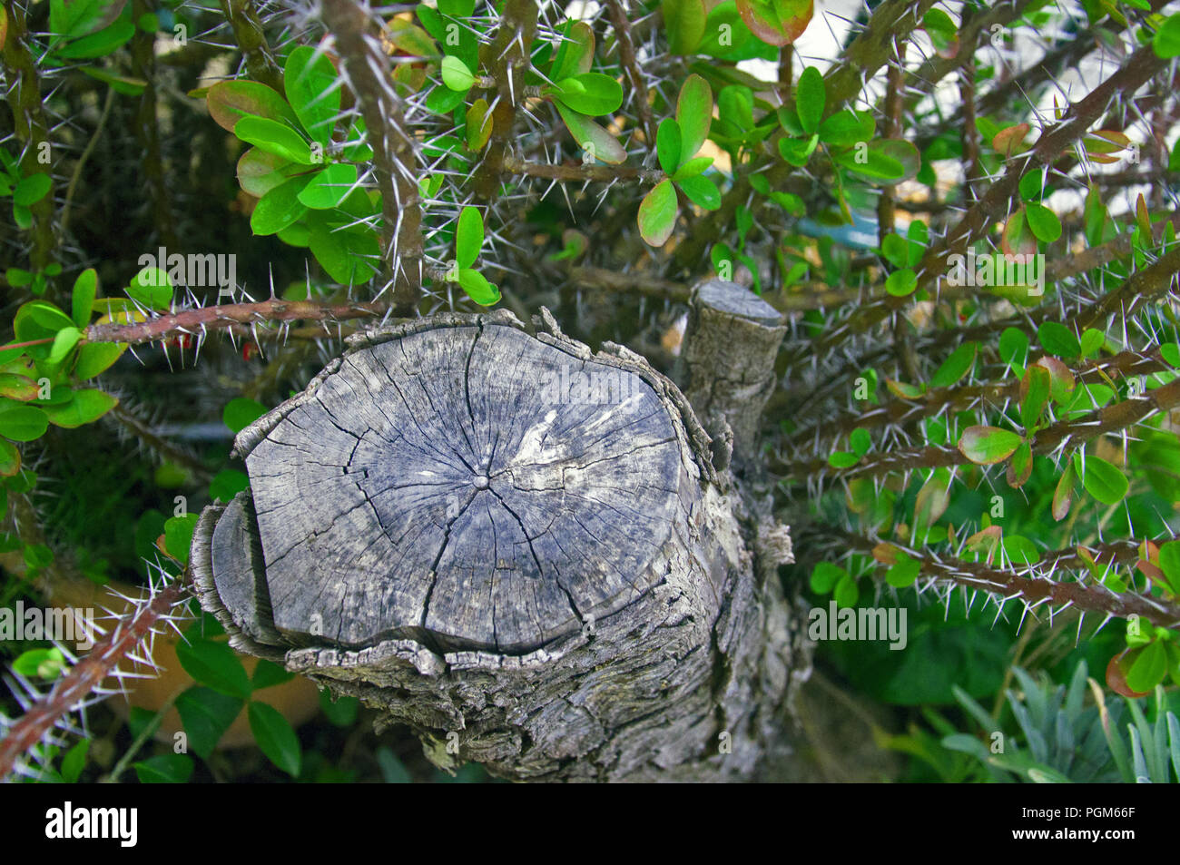 How to grow crown of thorns hi-res stock photography and images - Alamy