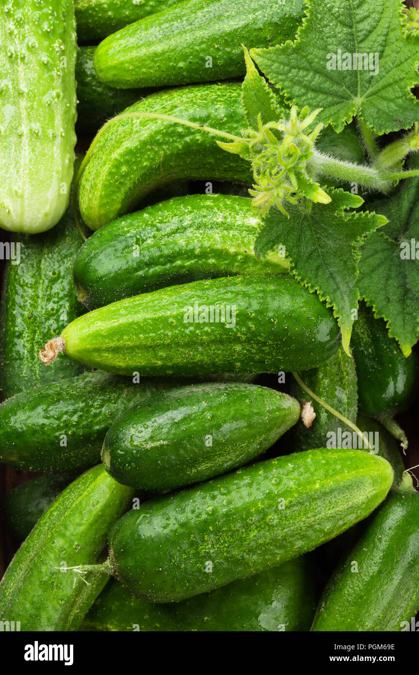 Cucumbers top view hi-res stock photography and images - Alamy