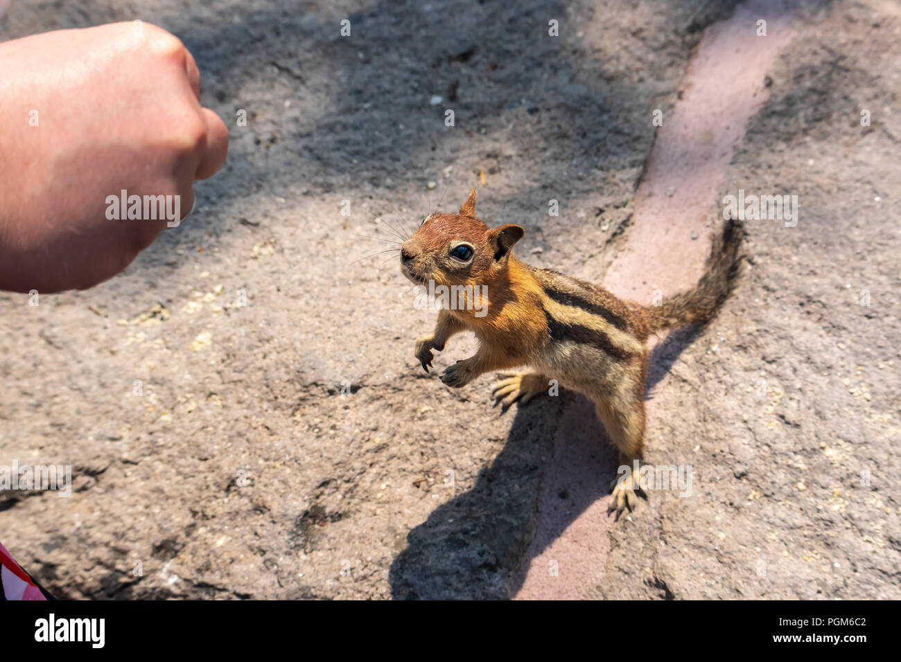 Chipmunk standing up hi-res stock photography and images - Alamy