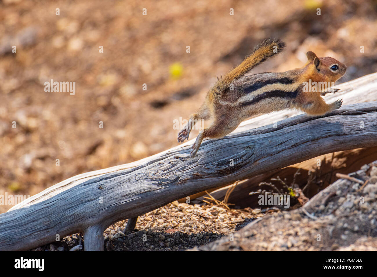 A chipmunk runs on a log, caught mid air, running out of frame.chipmunk ...