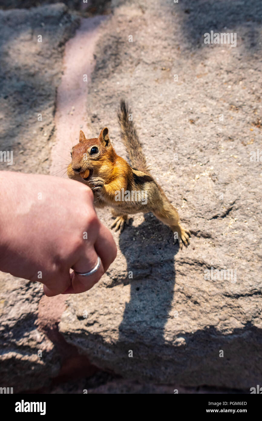 Chipmunk eating nuts hi-res stock photography and images - Alamy