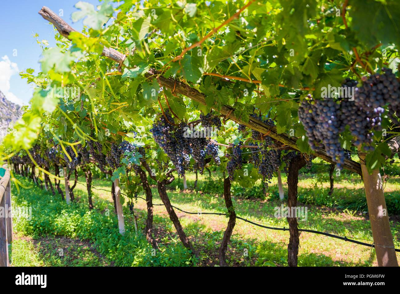 Dark wine grapes on tree on grapes plantation in Italy. Vineyard ...