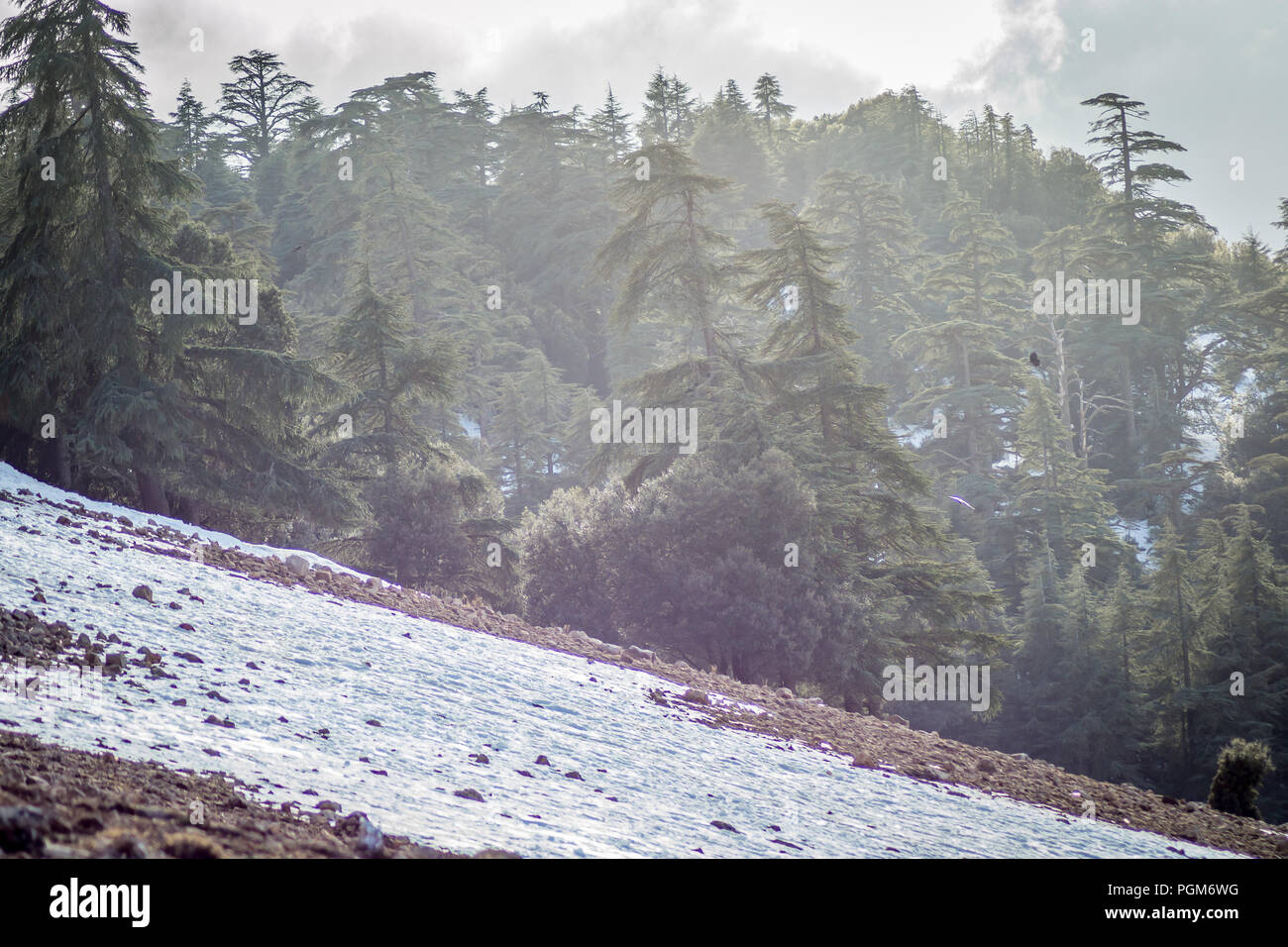 Ifrane morocco snow hi-res stock photography and images - Alamy