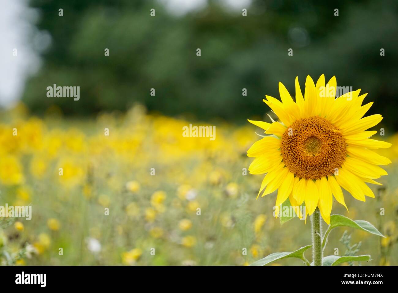 Sunflowers close up hi-res stock photography and images - Alamy