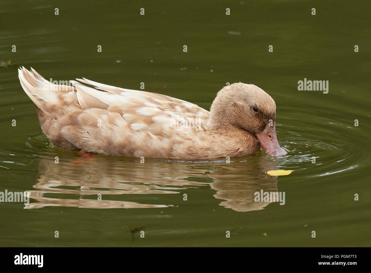 Swedish Yellow Duck