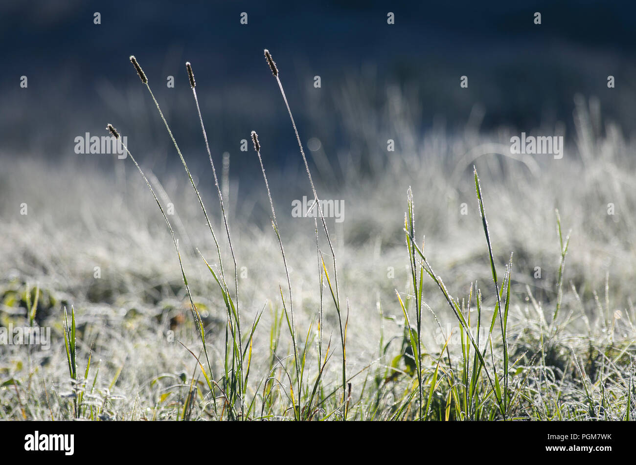 Timothy grass hi-res stock photography and images - Alamy