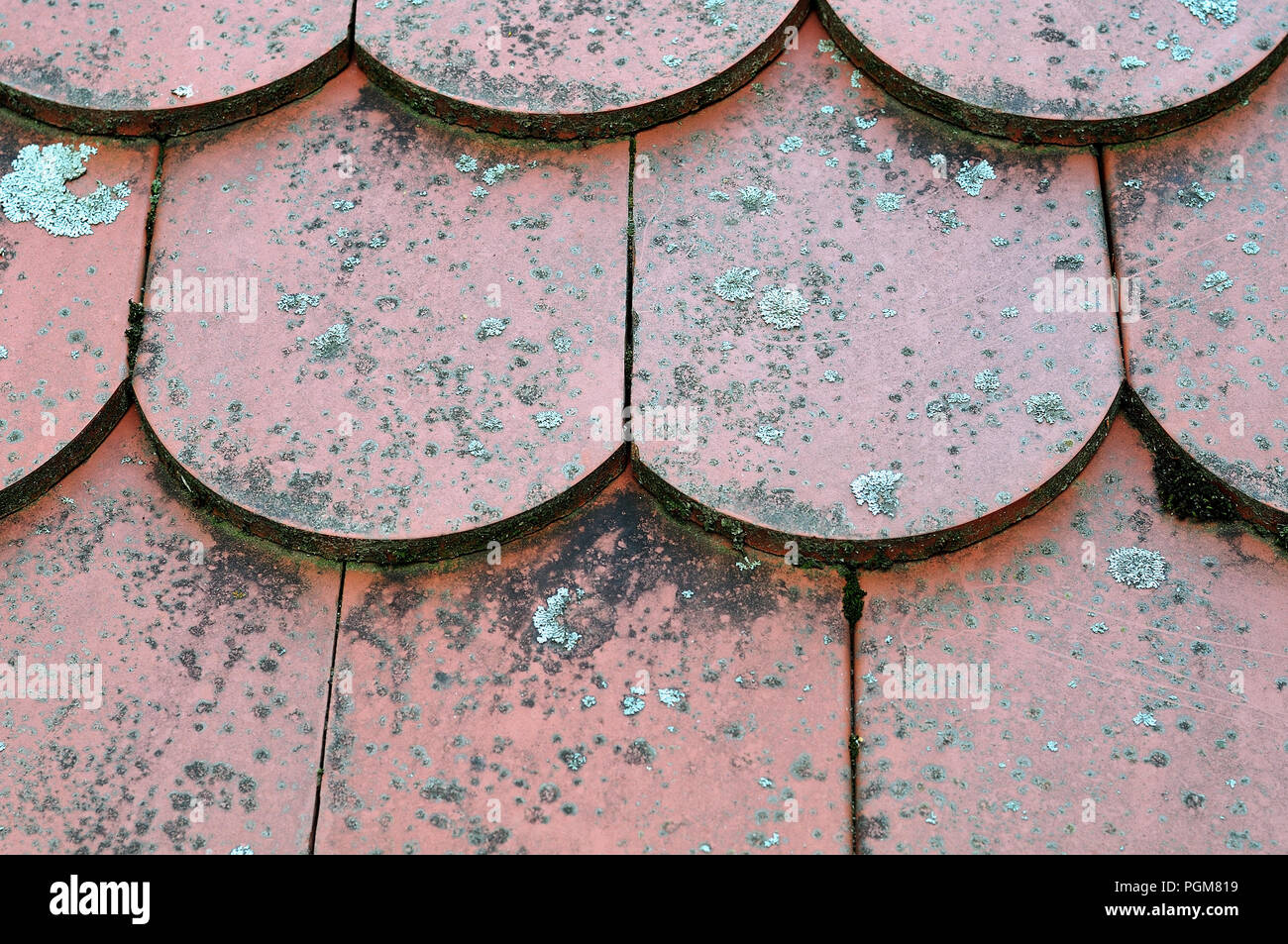 Beaver tail close up hi-res stock photography and images - Alamy