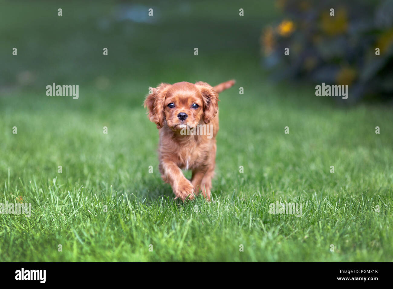 Puppy walking on grass hi-res stock photography and images - Alamy