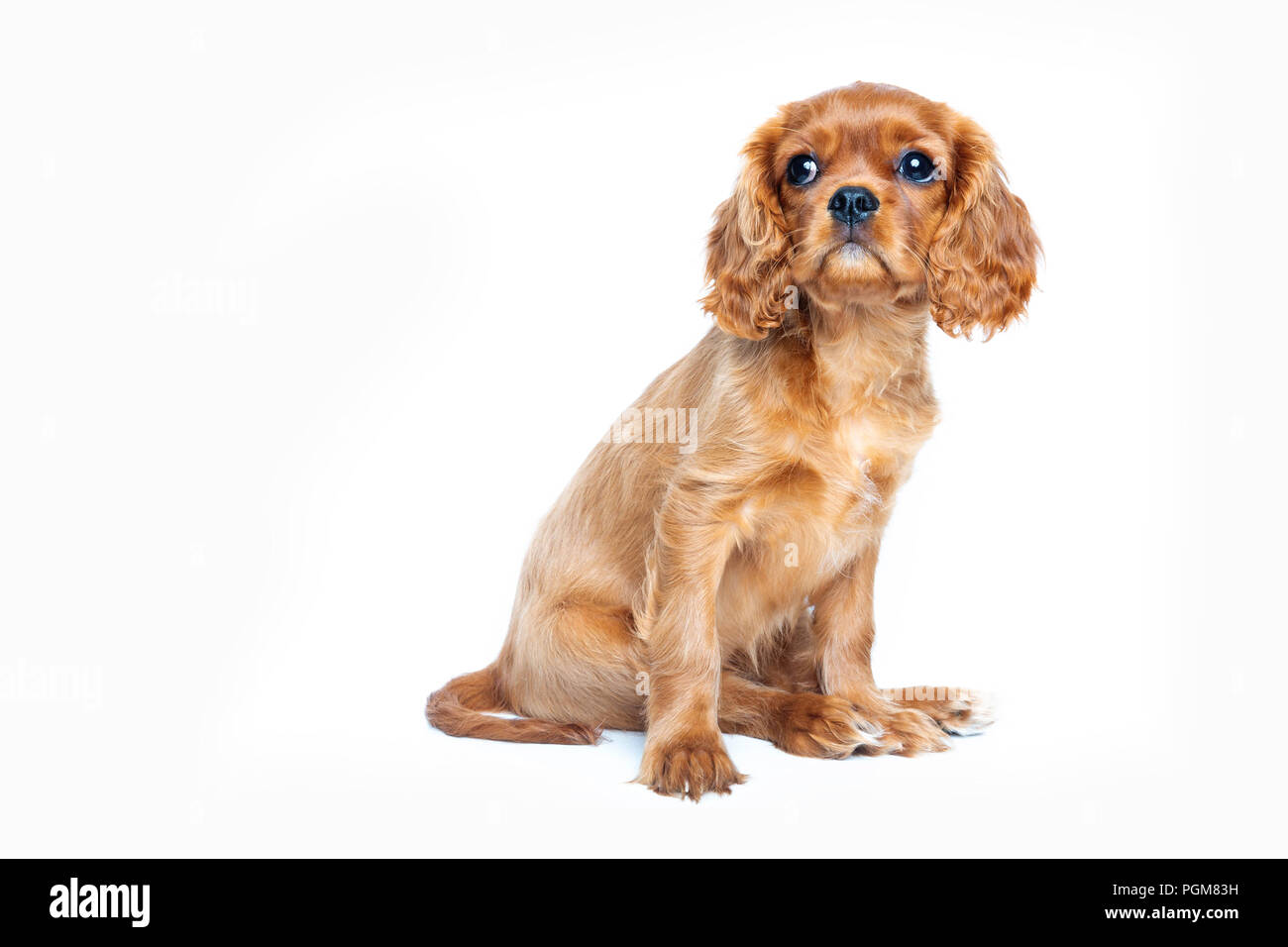 Portrait of sitting cavalier spaniel puppy isolated on white background ...