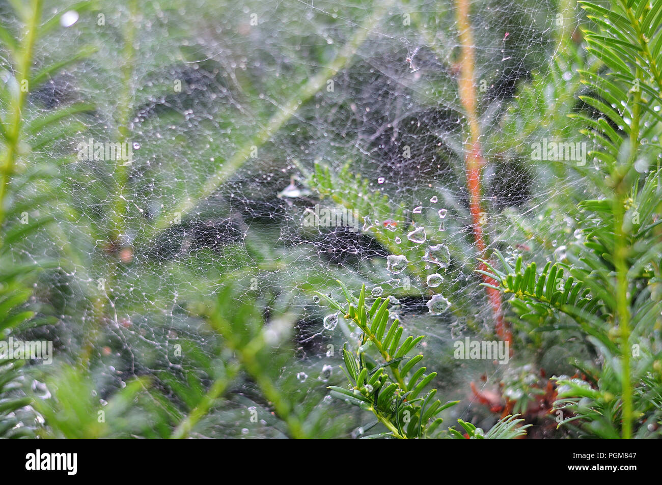 close-up of water drops in gossamer after rain at twigs of a yew hedge ...