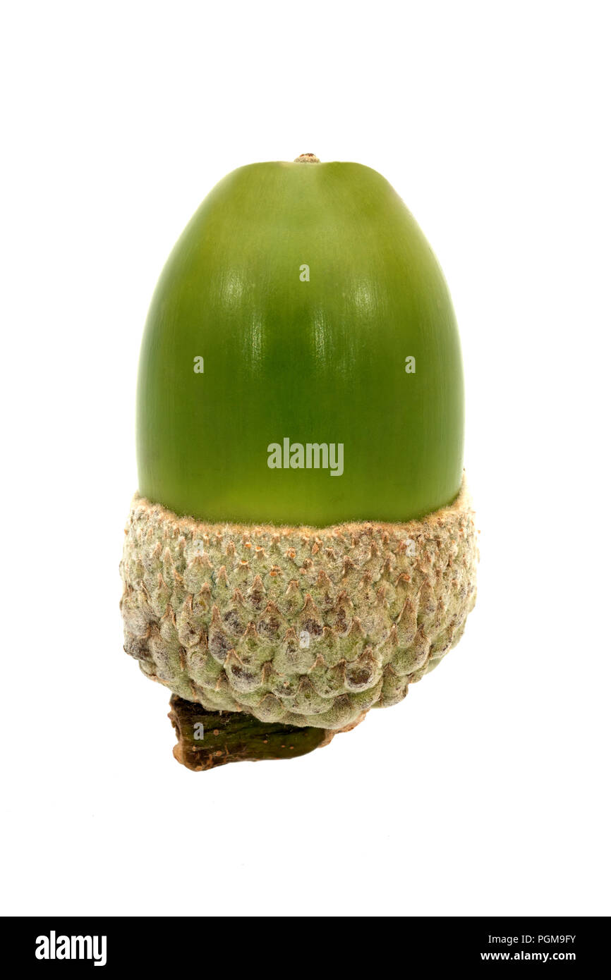 Close up view forest Cut Out Stock Images & Pictures - Alamy