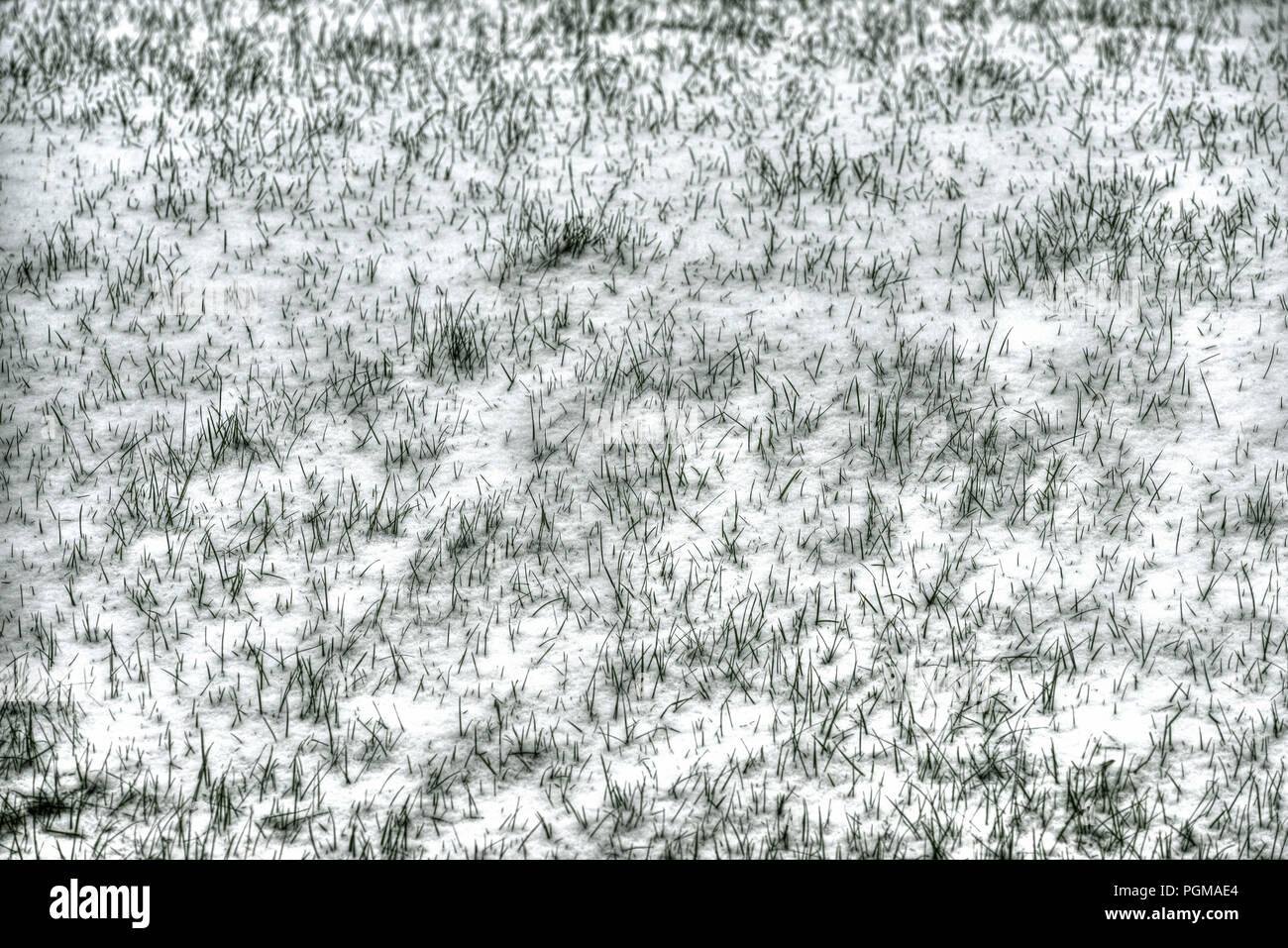 Growing through lawn hi-res stock photography and images - Alamy