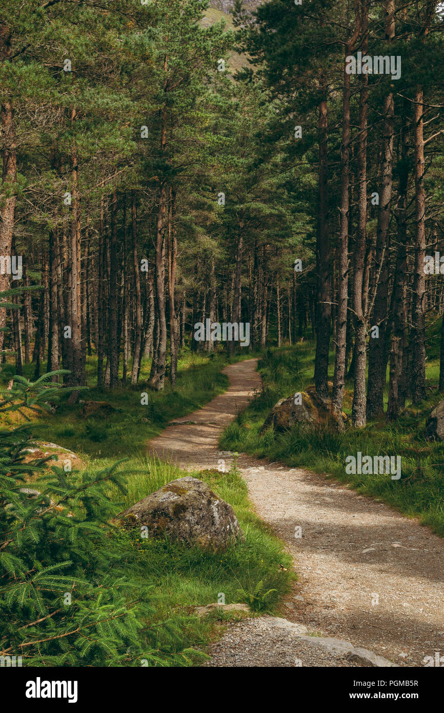 Pine woodland with a trail Stock Photo - Alamy