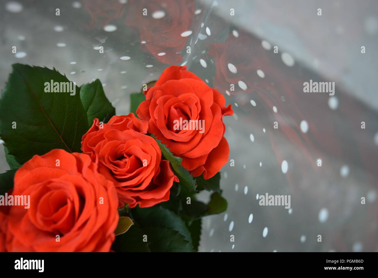 Six even beautiful bright red buds of roses on a background of ...