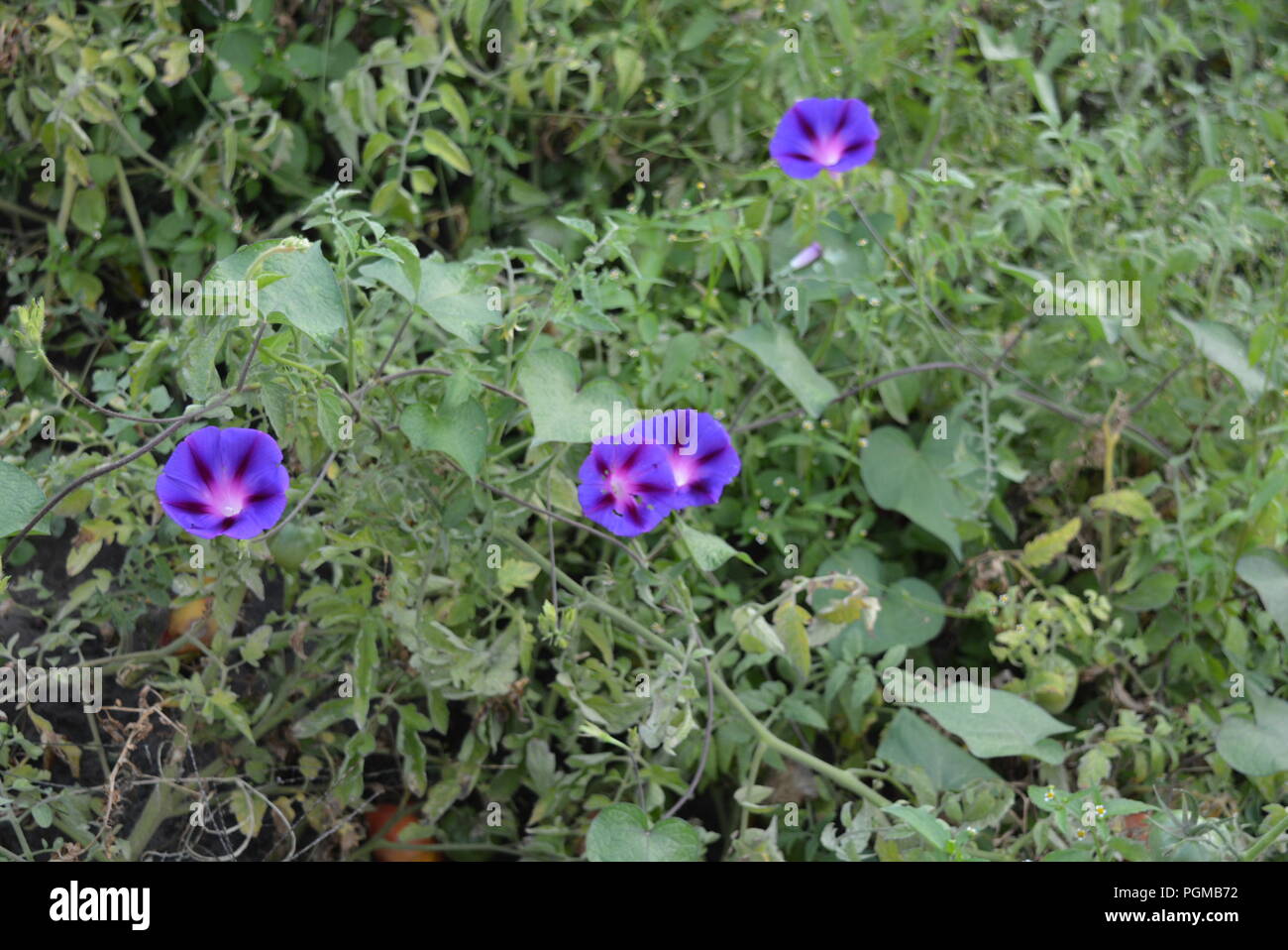 Saturated flowers of ipomoea or convolvulaceae with bright light ...