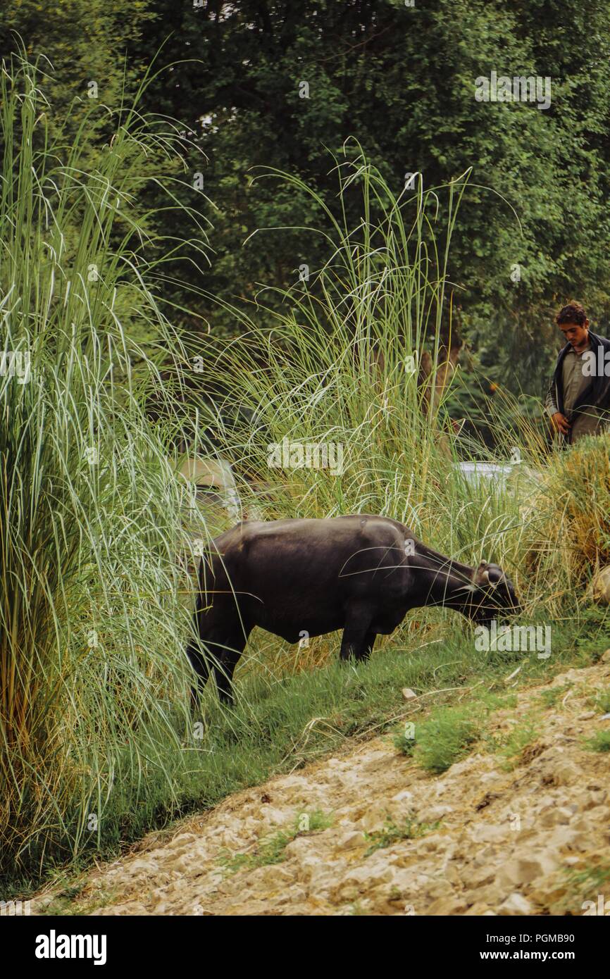 Majestic Buffalo Grazing: Embracing Nature's Bounty in a Captivating ...
