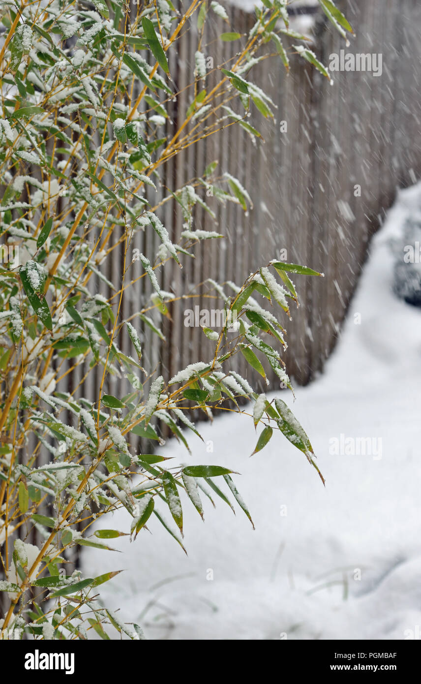 Snowfall bamboo hi-res stock photography and images - Alamy