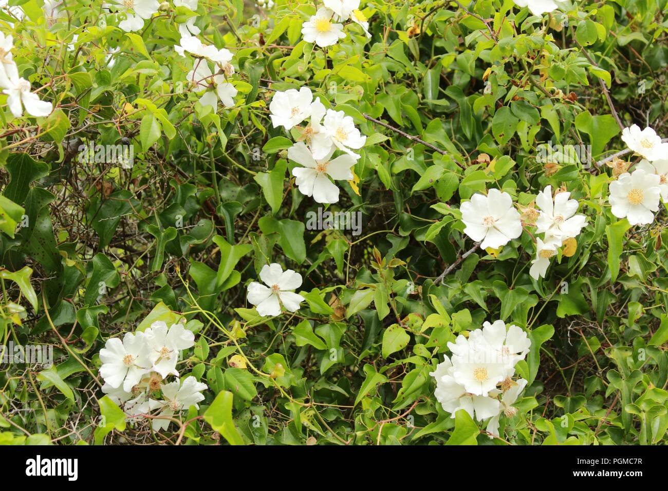 Rosa laevigata hi-res stock photography and images - Alamy