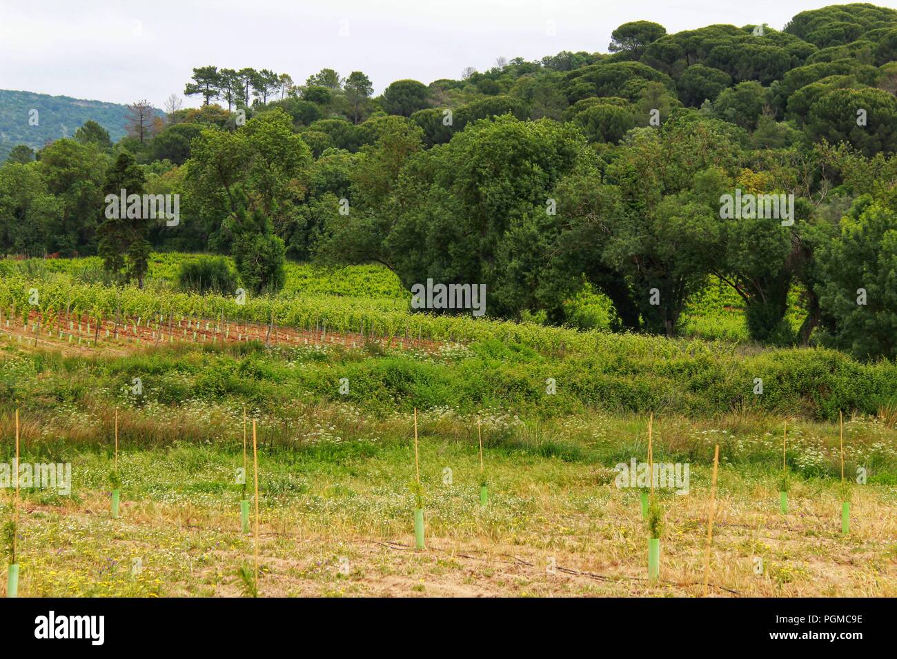 Cork oak forest in Arrabida Mountains in Lisbon, Portugal Stock Photo ...