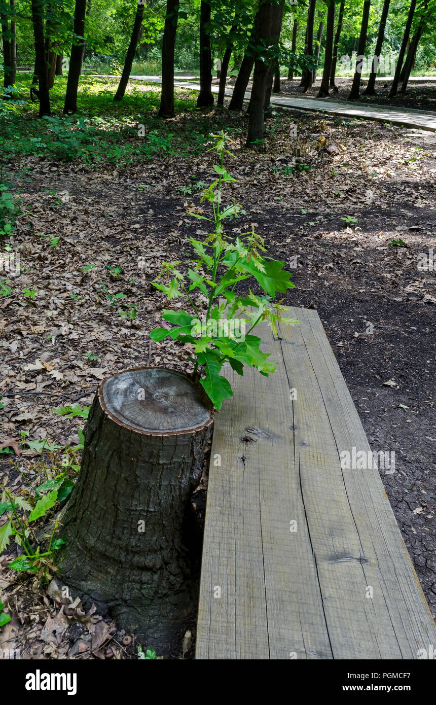 Green sapling of young oak-tree or Quercus grow from old trunk in the ...