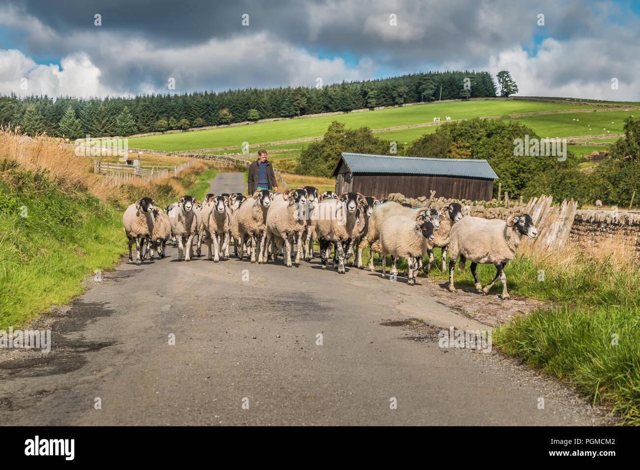 Sheep in the north pennines hi-res stock photography and images - Alamy