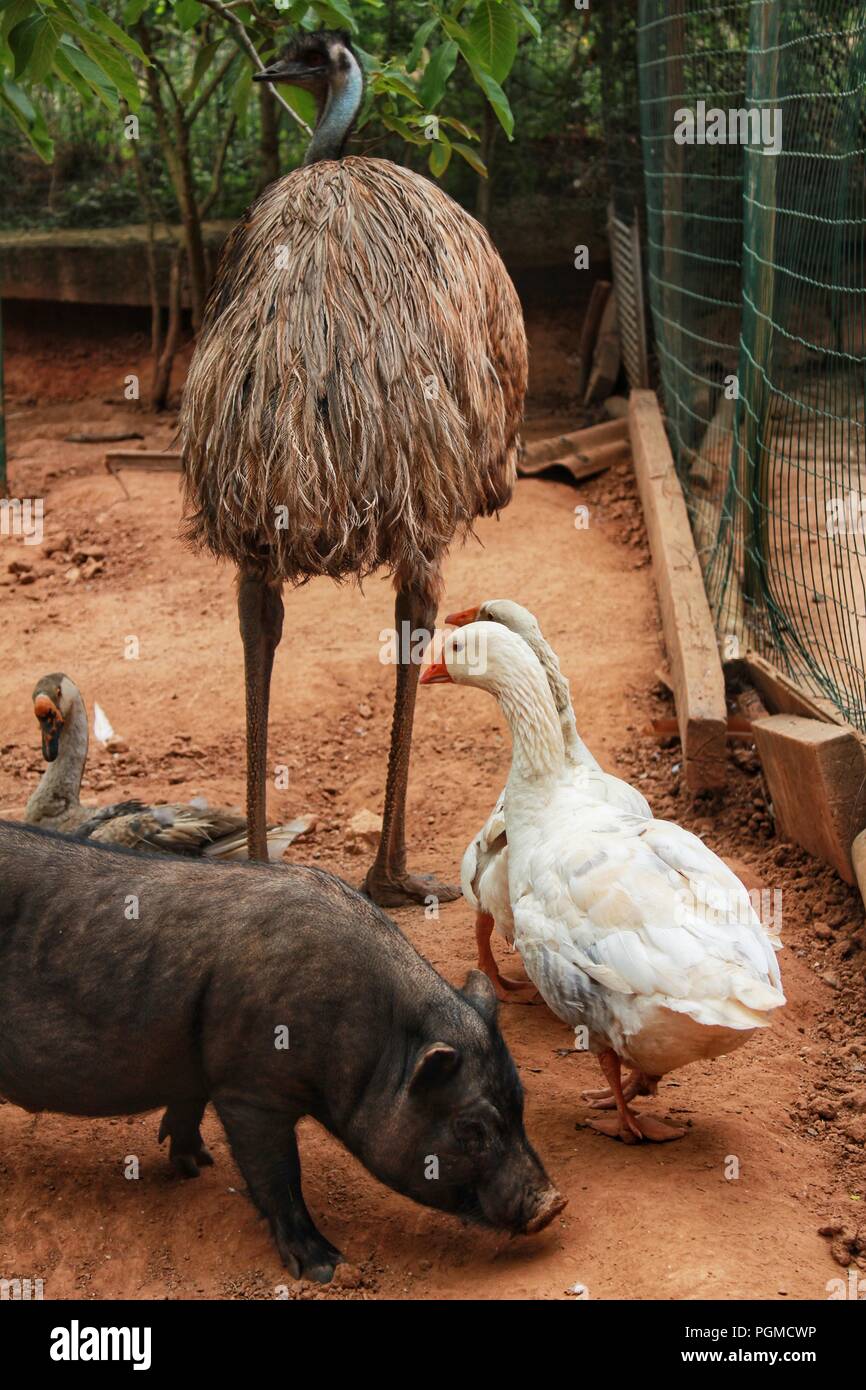 Portugal Cove Pig Farm at Gilberto Mccord blog