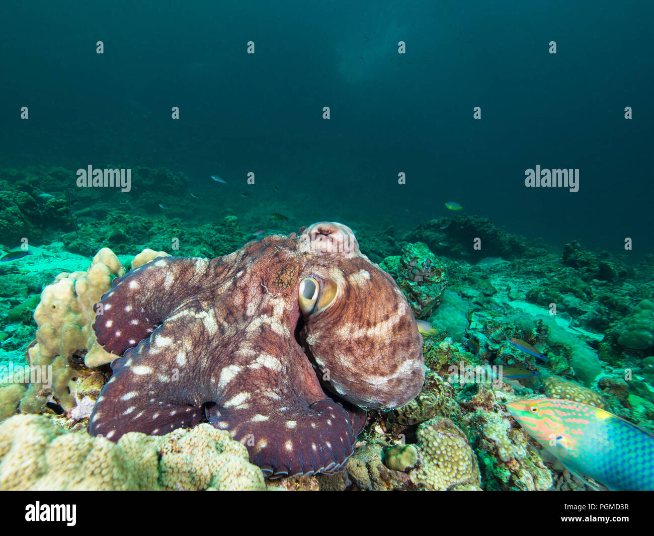 Octopus on a coral reef Stock Photo - Alamy