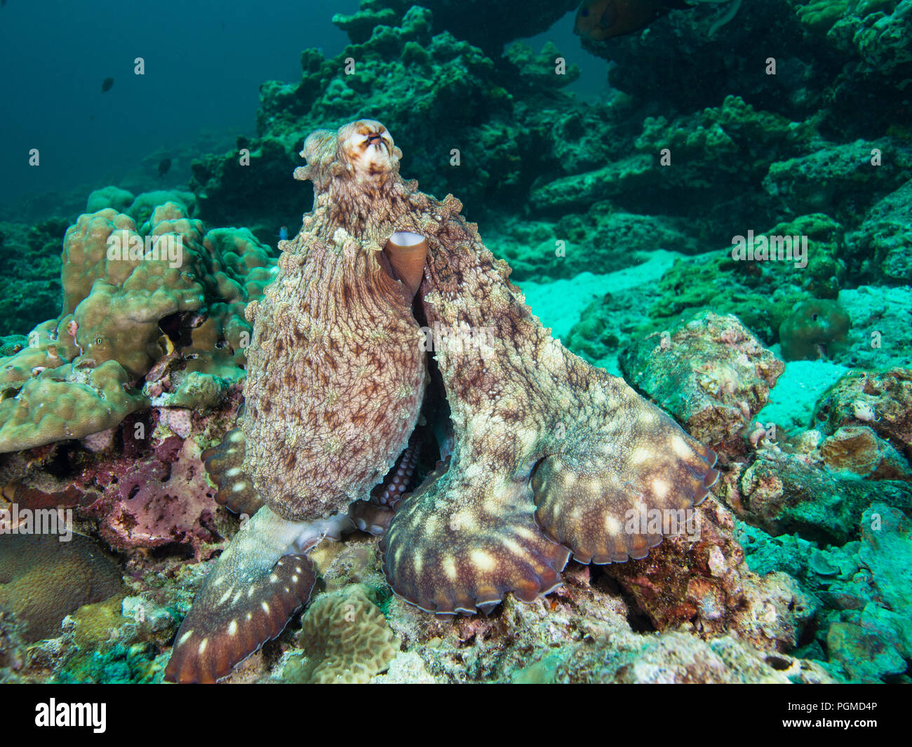 Octopus standing tall on a coral reef Stock Photo - Alamy