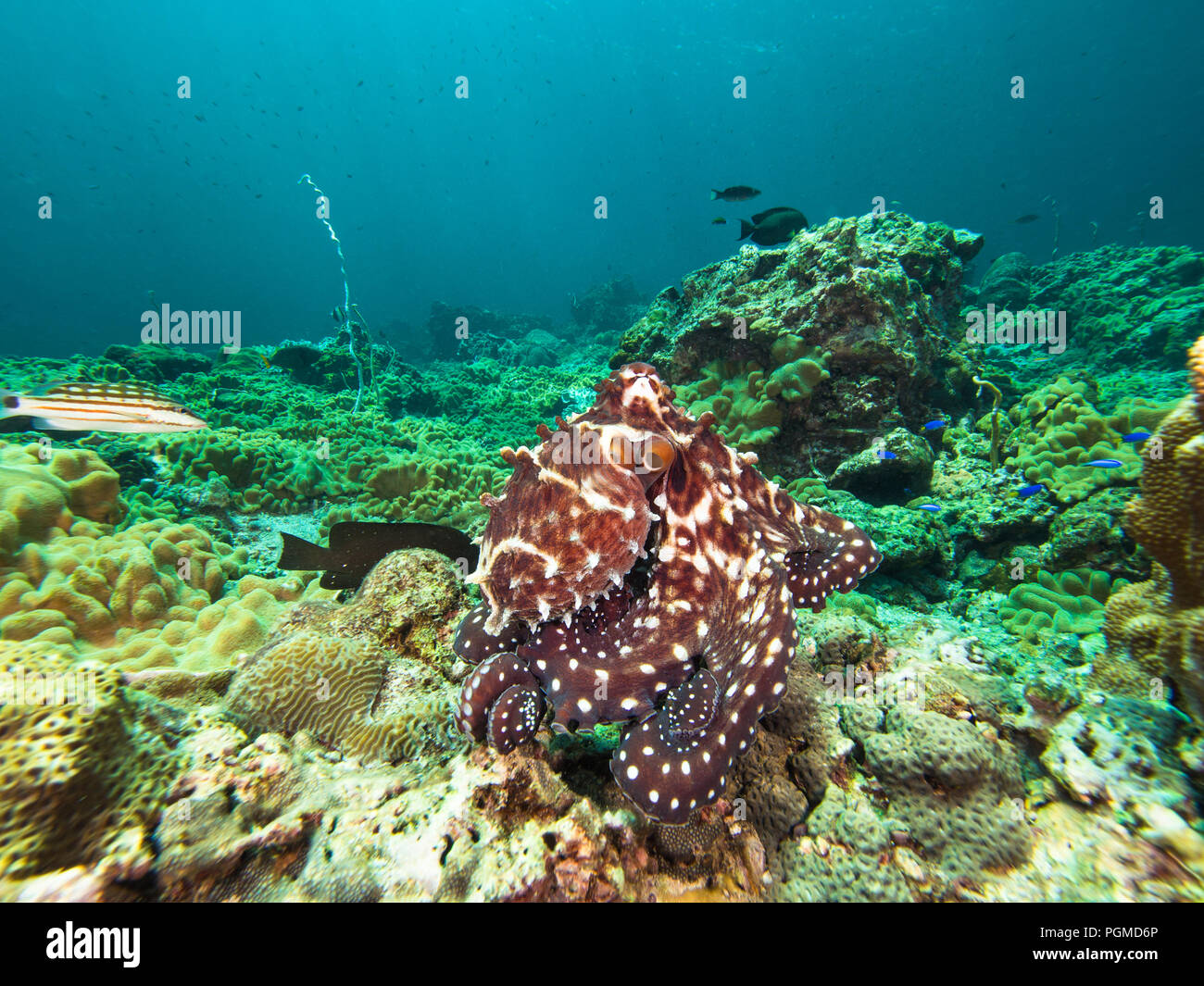 Octopus moving over a coral reef Stock Photo - Alamy