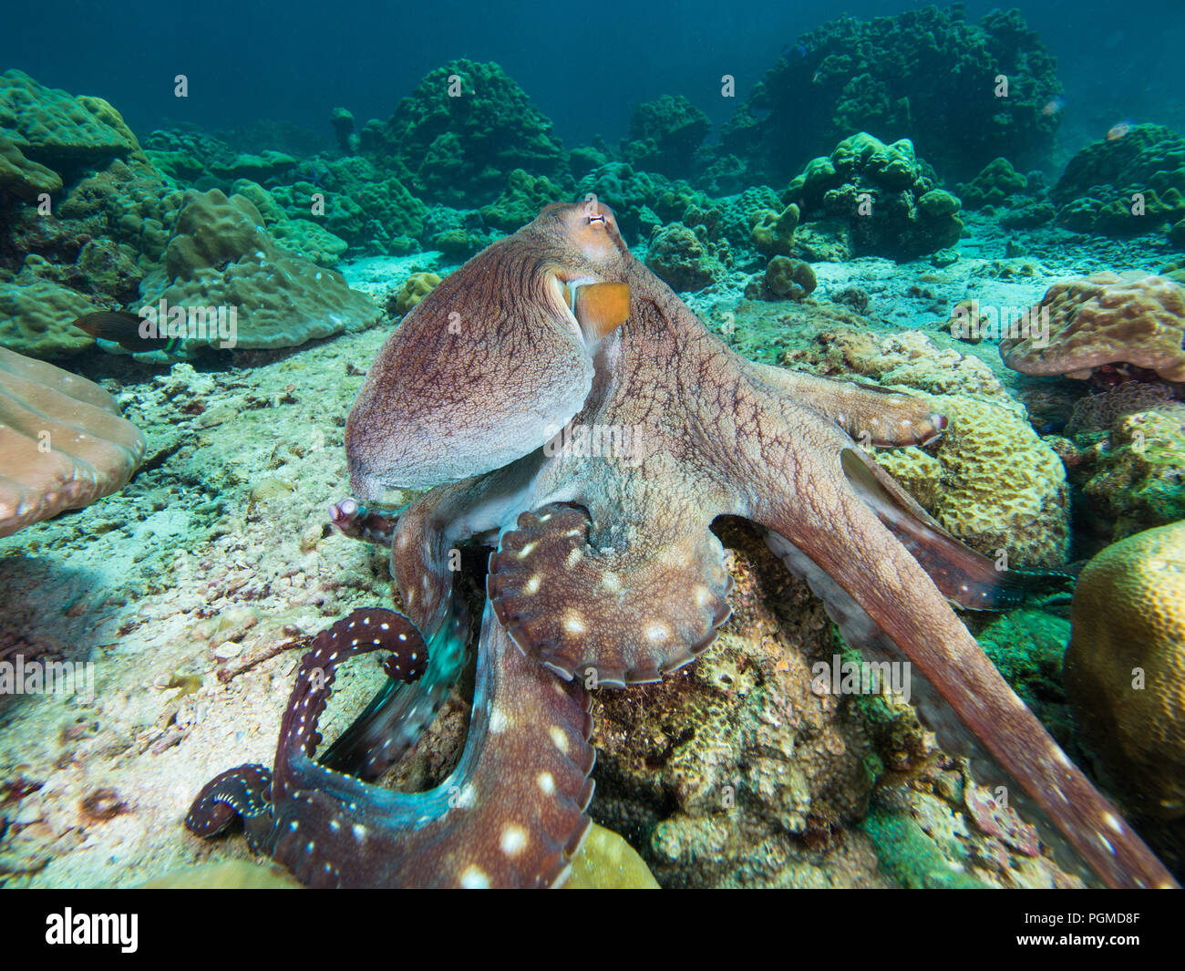 Moving octopus hi-res stock photography and images - Alamy