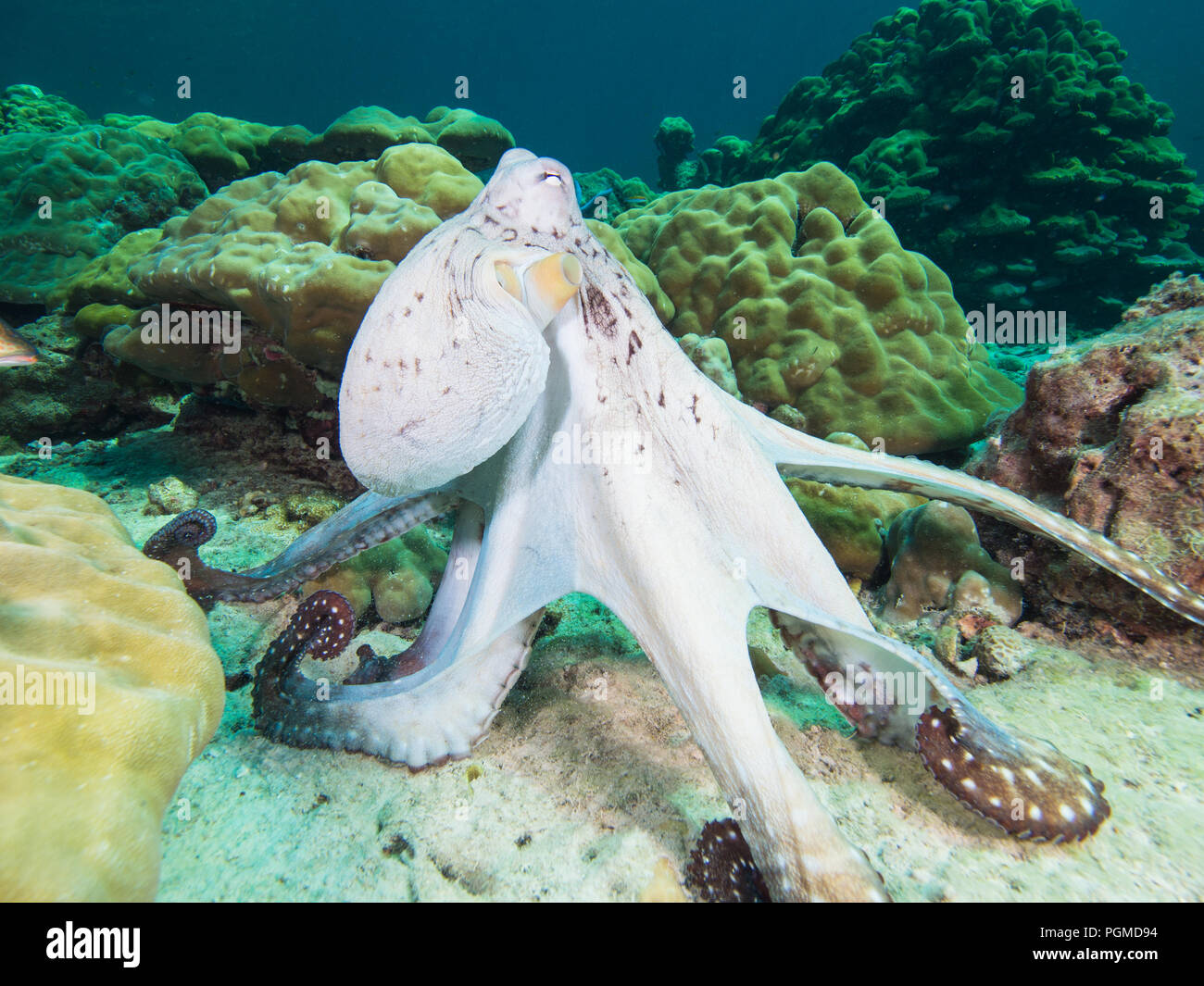 Octopus steaching its legs on a coral reef Stock Photo - Alamy