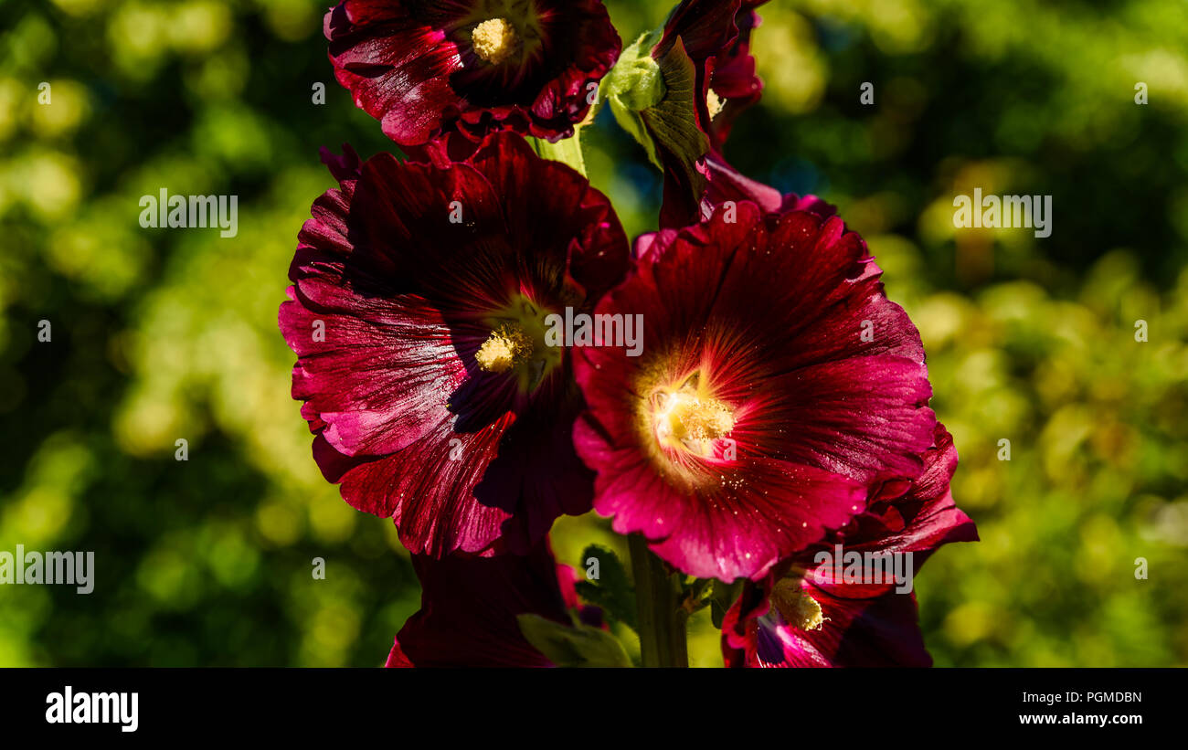 Alcea sunshine hi-res stock photography and images - Alamy