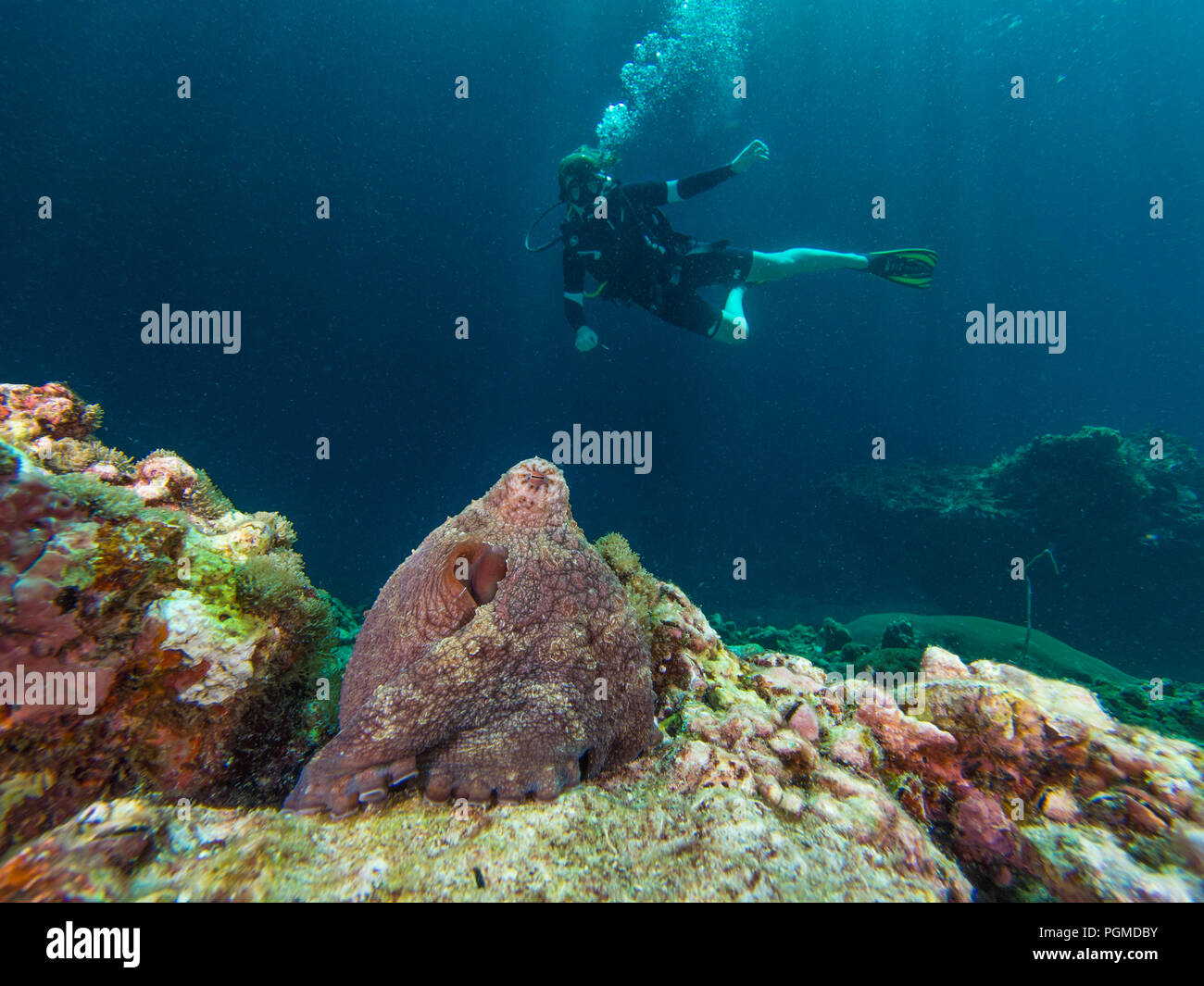 Octopus on a coral reef with a diver behind Stock Photo - Alamy