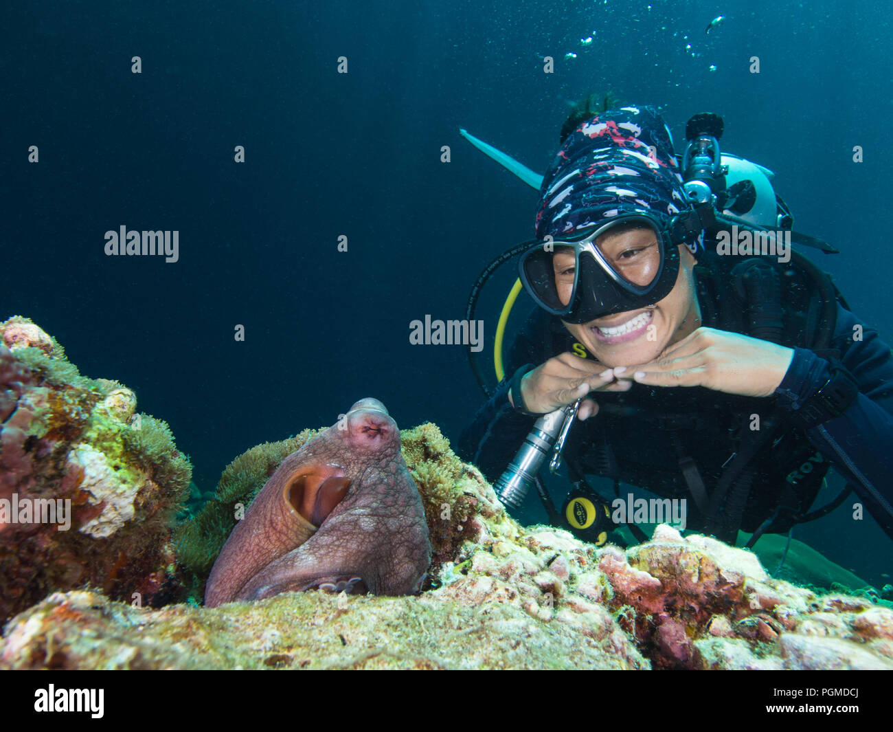 Asian female diver smiling, looking at an octopus Stock Photo - Alamy