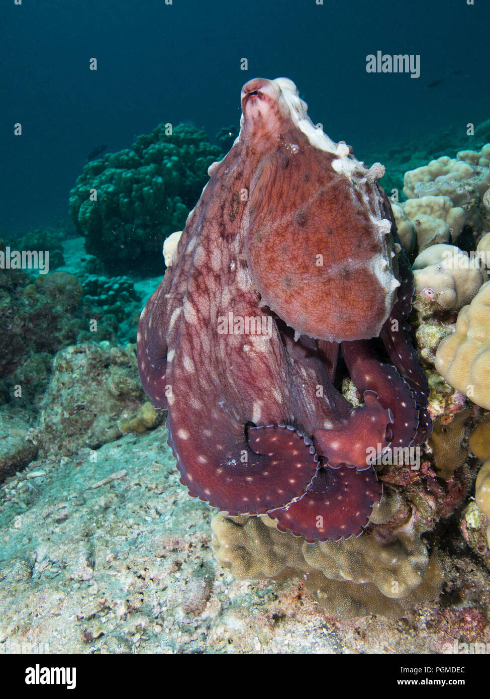 Octopus on a coral reef Stock Photo - Alamy