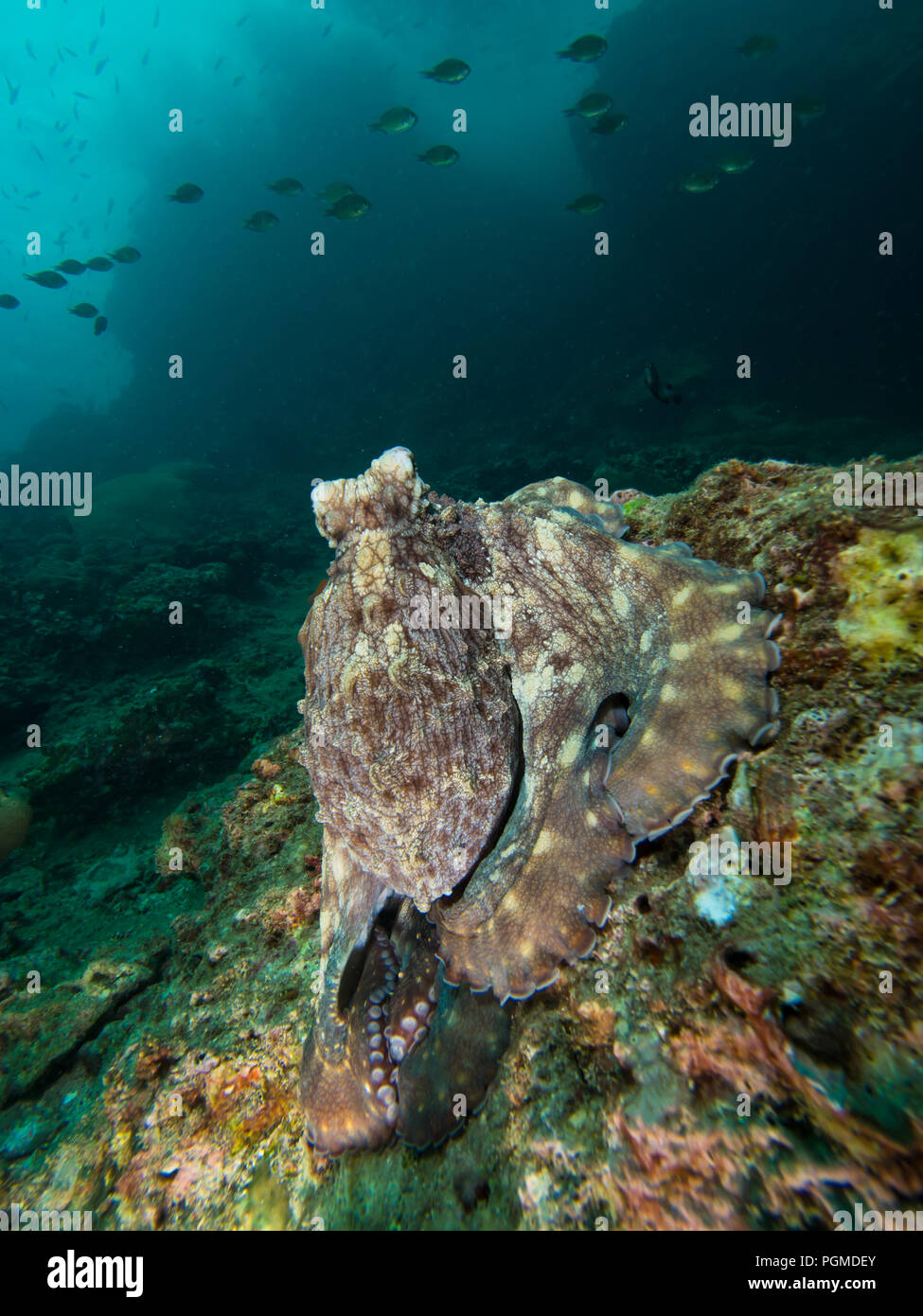 Octopus on a coral reef Stock Photo - Alamy