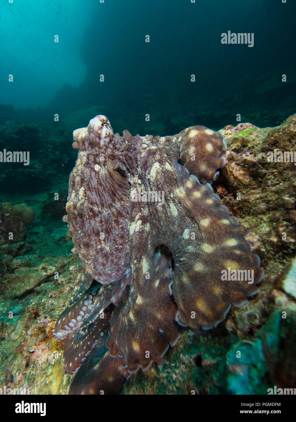 Octopus on a coral reef Stock Photo - Alamy