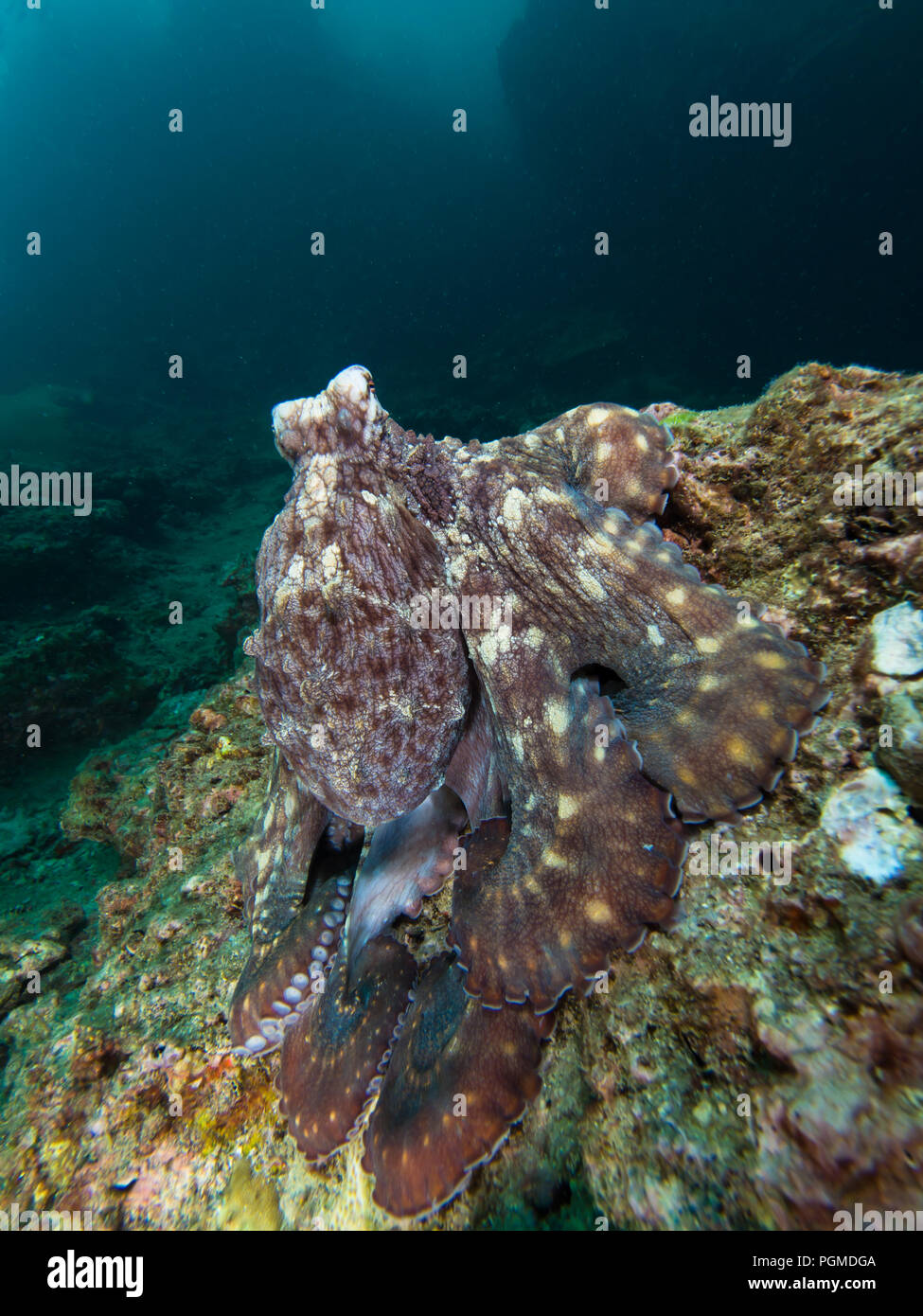 Octopus on a coral reef Stock Photo - Alamy
