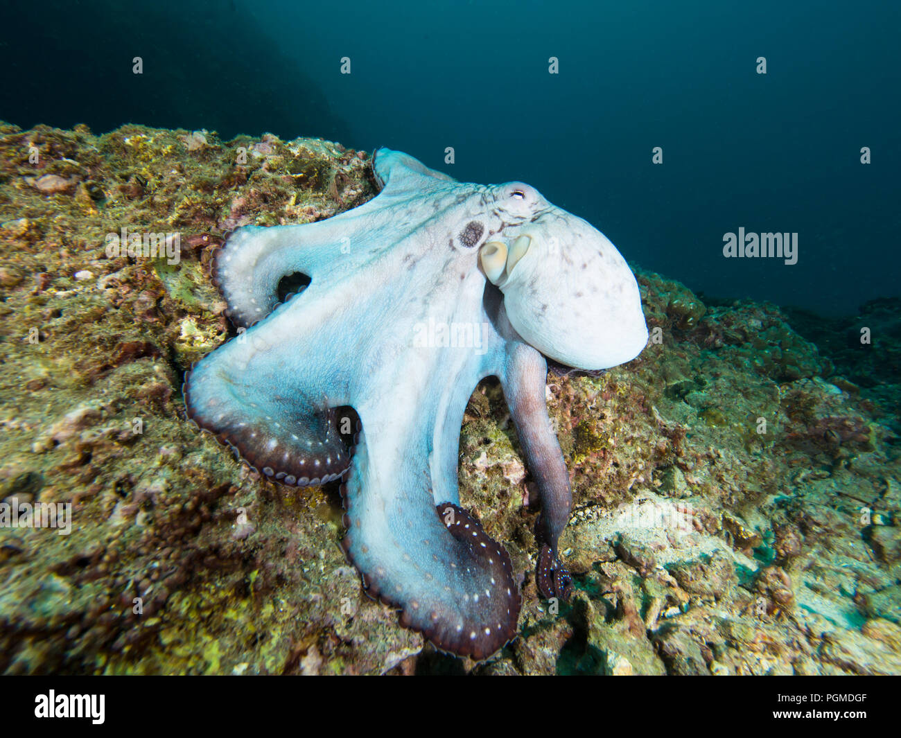 Octopus on a coral reef Stock Photo - Alamy