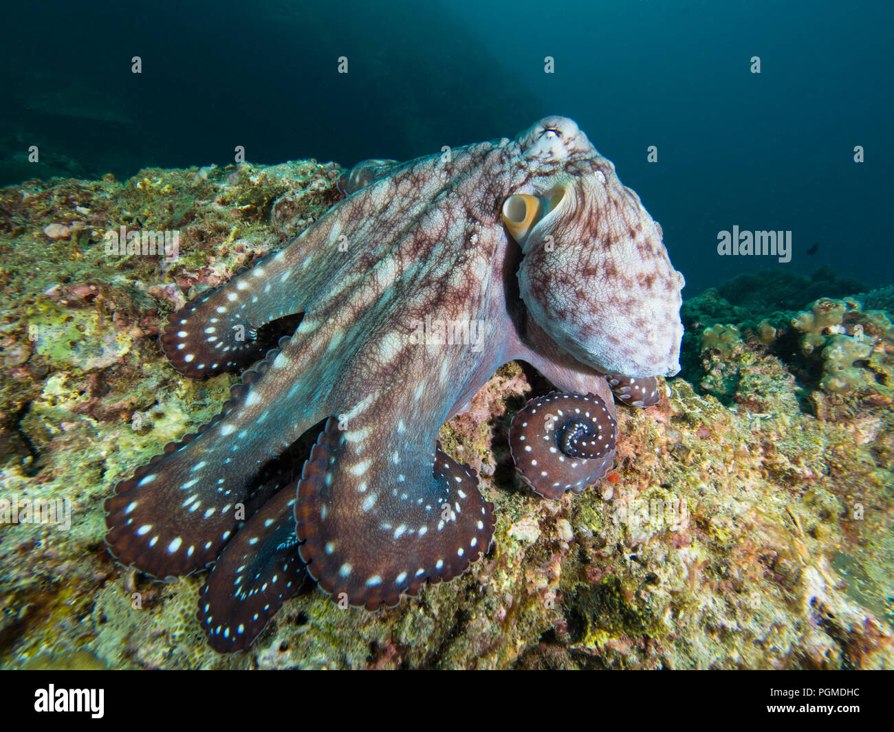 Octopus on a coral reef Stock Photo - Alamy