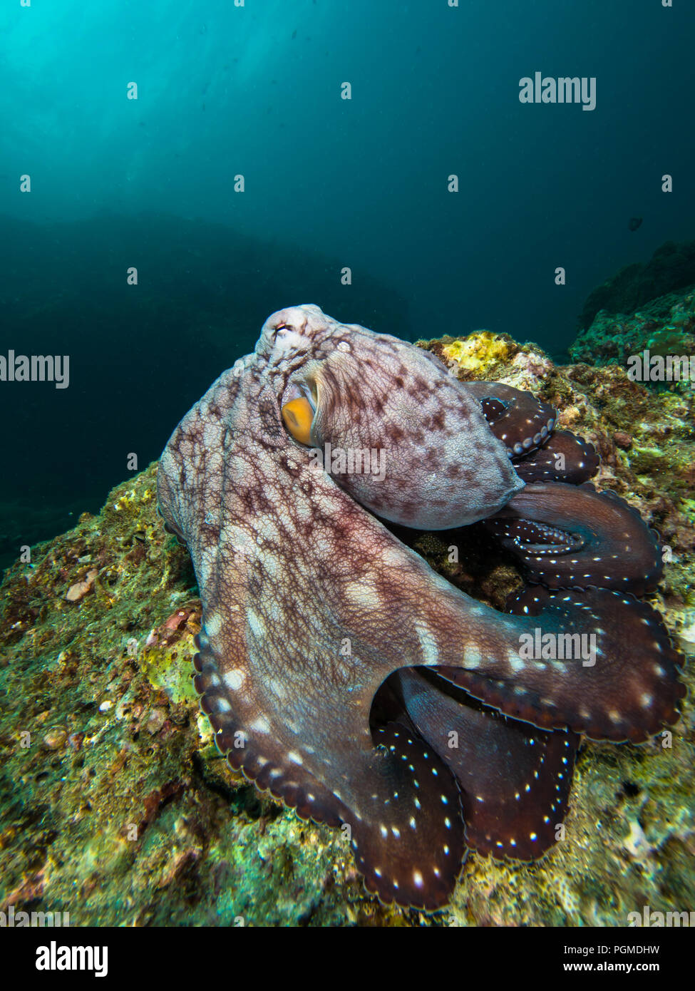 Octopus on a coral reef Stock Photo - Alamy