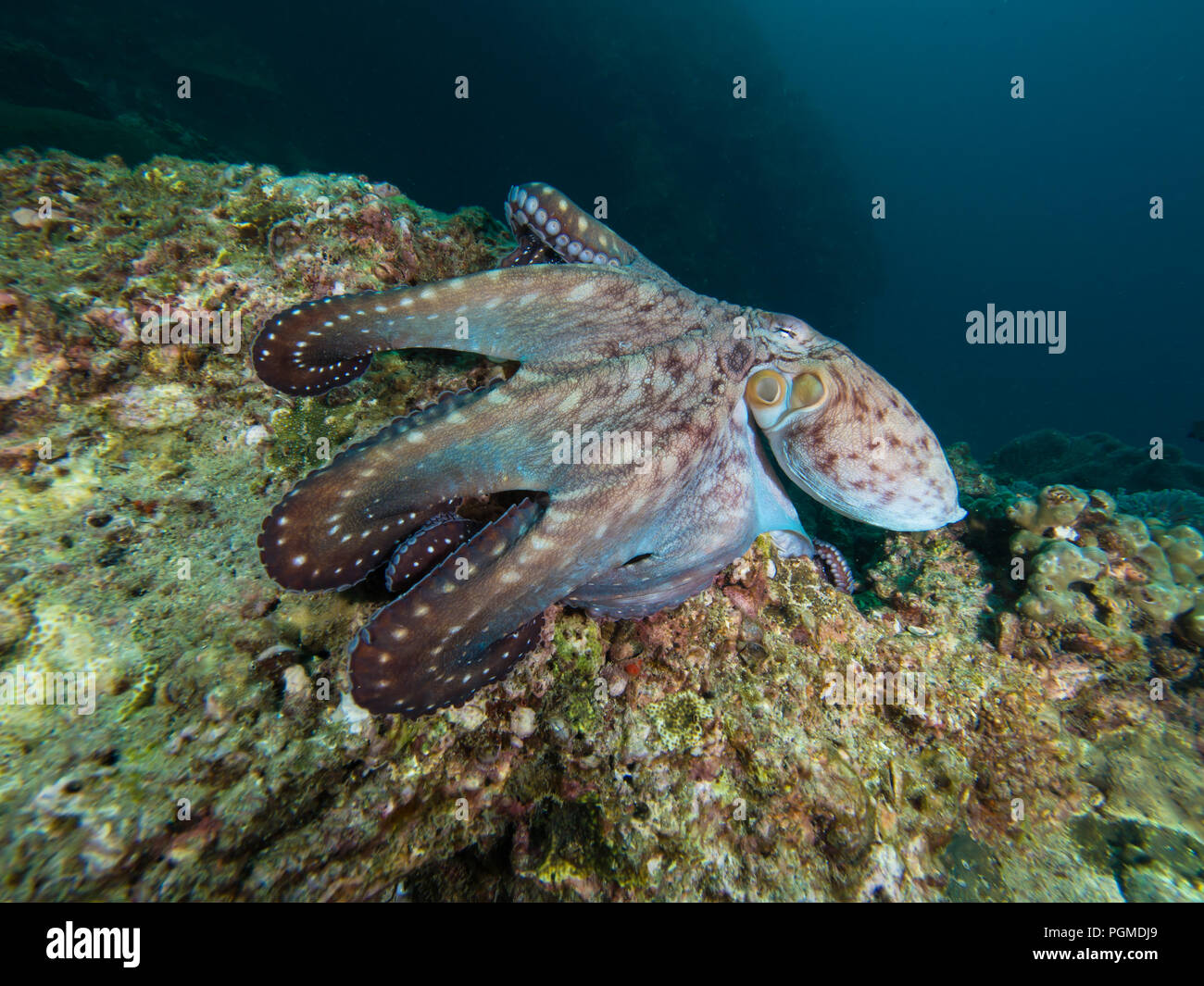 Octopus on a coral reef Stock Photo - Alamy
