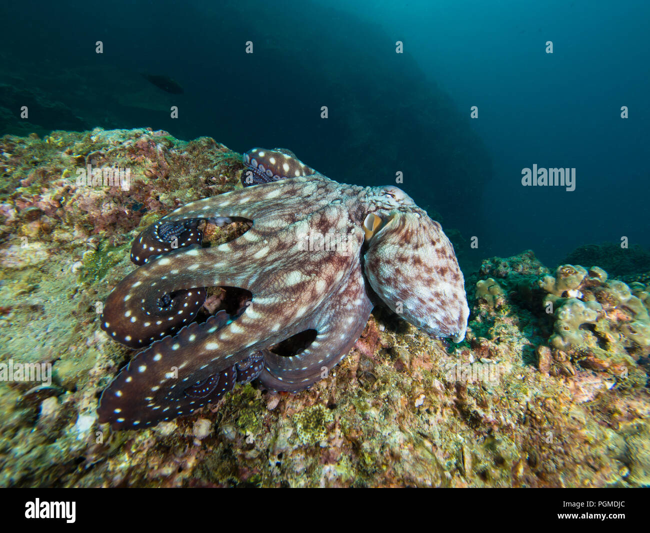 Octopus on a coral reef Stock Photo - Alamy