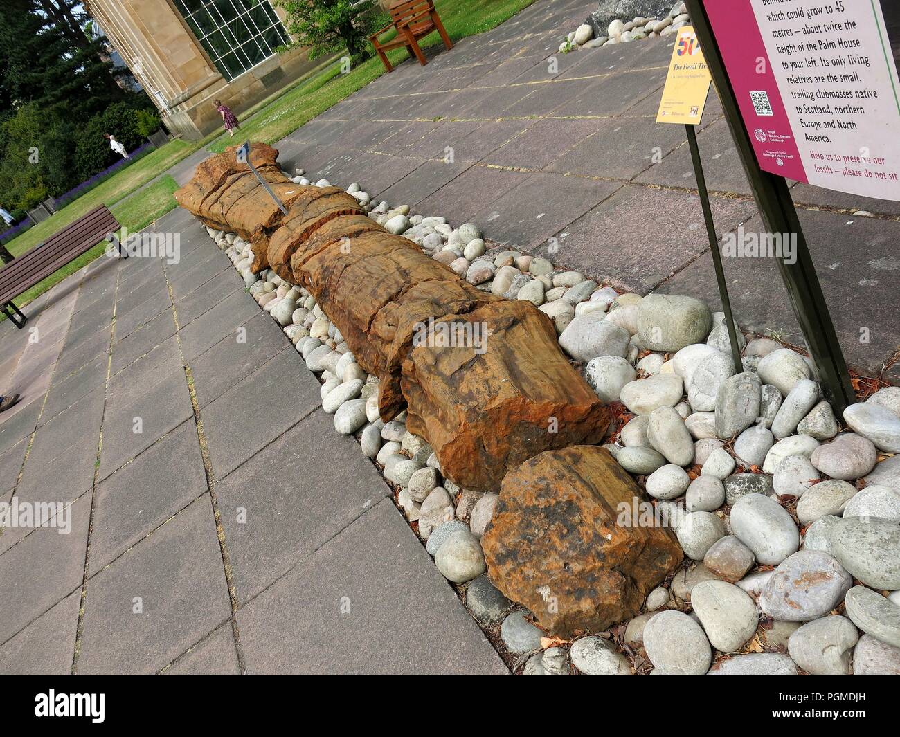 Fossilised tree hi-res stock photography and images - Alamy