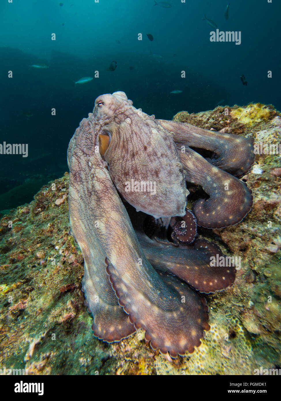 Octopus on a coral reef Stock Photo - Alamy