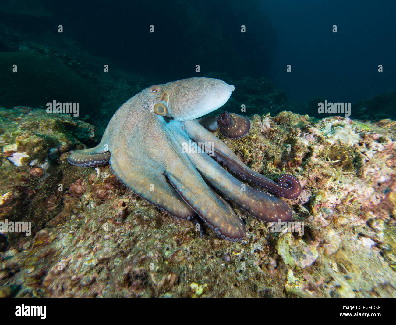 Moving octopus hi-res stock photography and images - Alamy